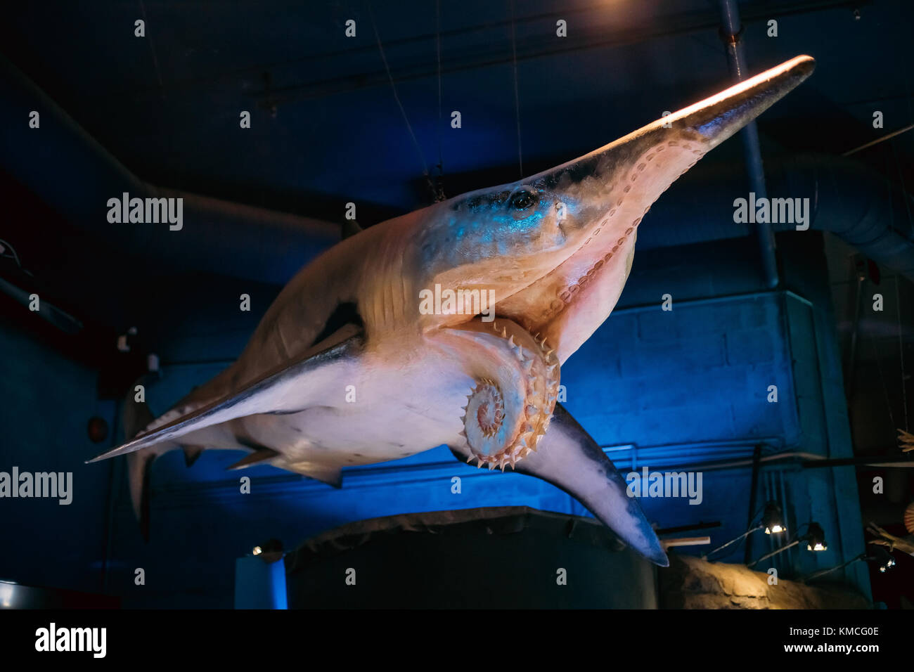 Model Of Prehistoric Extinct Sharks In Oceanarium Stock Photo - Alamy