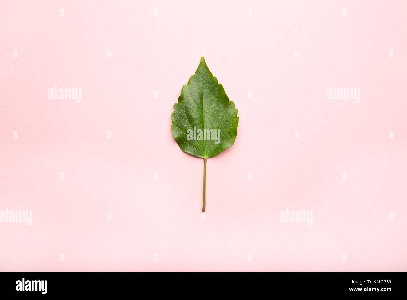 Green leaf. Flat lay, top view, minimal concept Stock Photo - Alamy