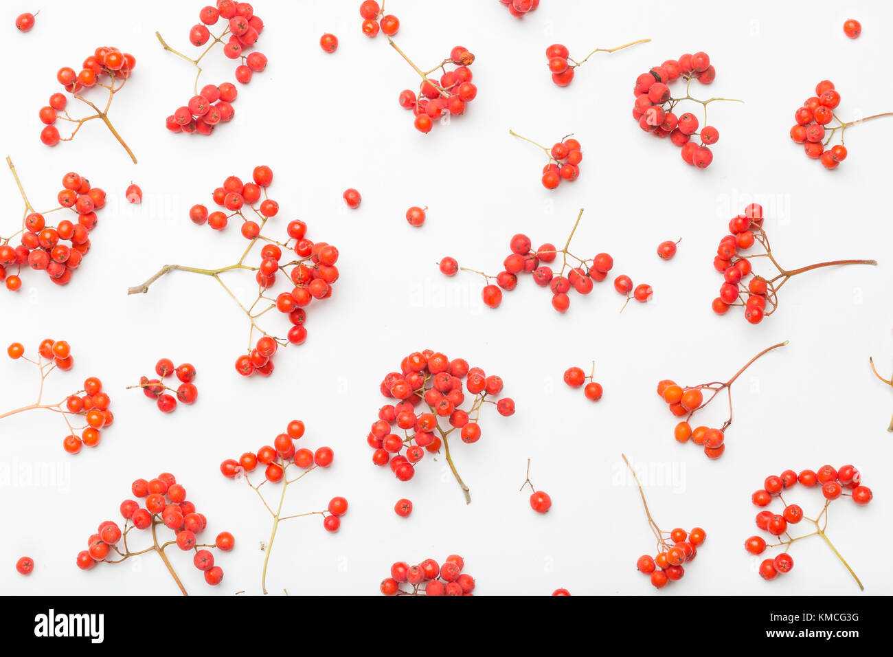 Autumn creative rowan background Stock Photo - Alamy
