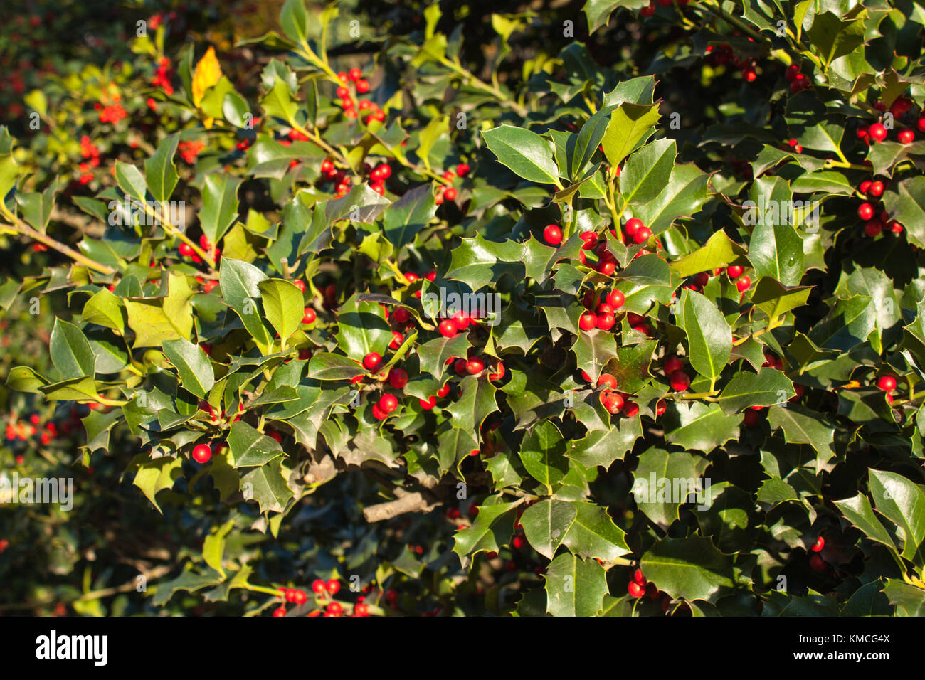 Holly Leaves and Red Berries Bush, Nature View in a Park on a Sunny Day ...