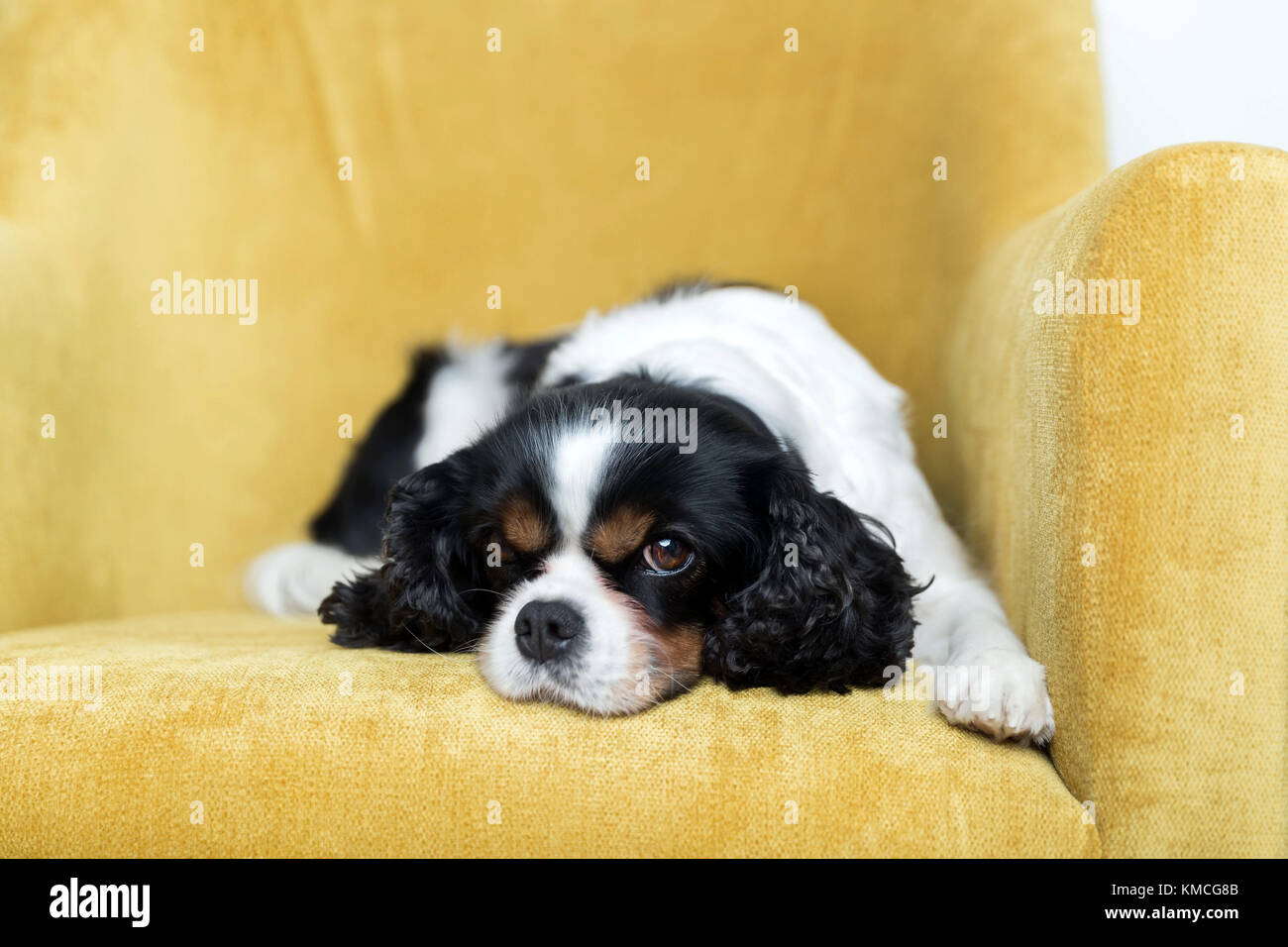 Cute dog resting on yellow sofa Stock Photo - Alamy