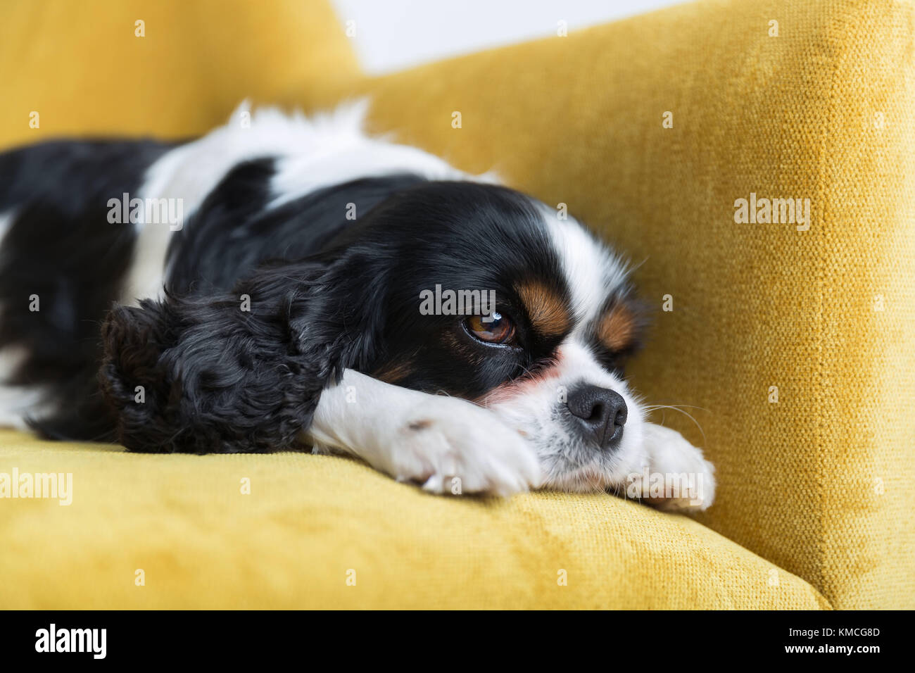 Cute dog resting on yellow sofa Stock Photo - Alamy