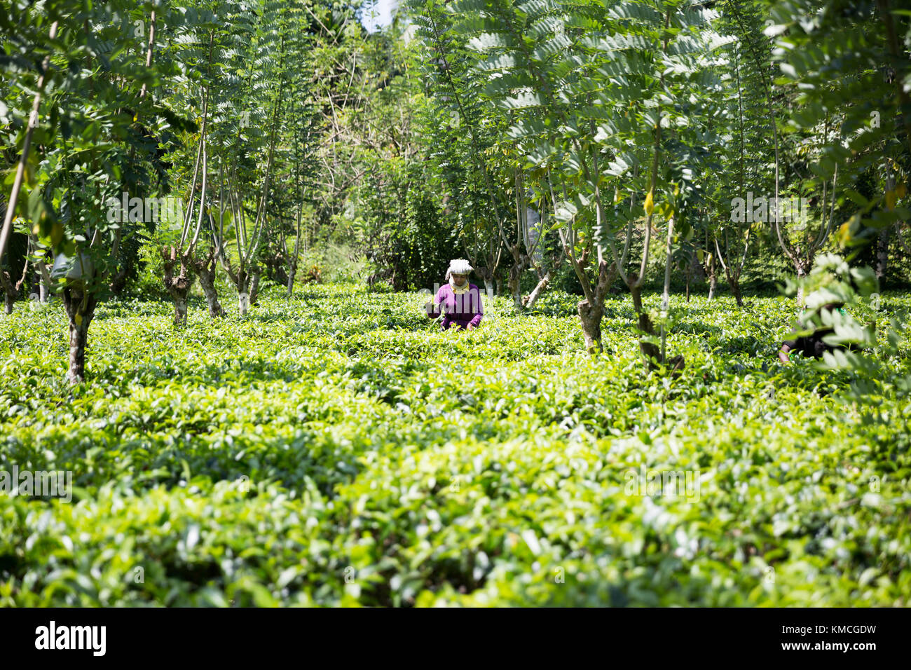 Tea plantation in Mathugama Southern Provence Sri Lanka Stock Photo - Alamy