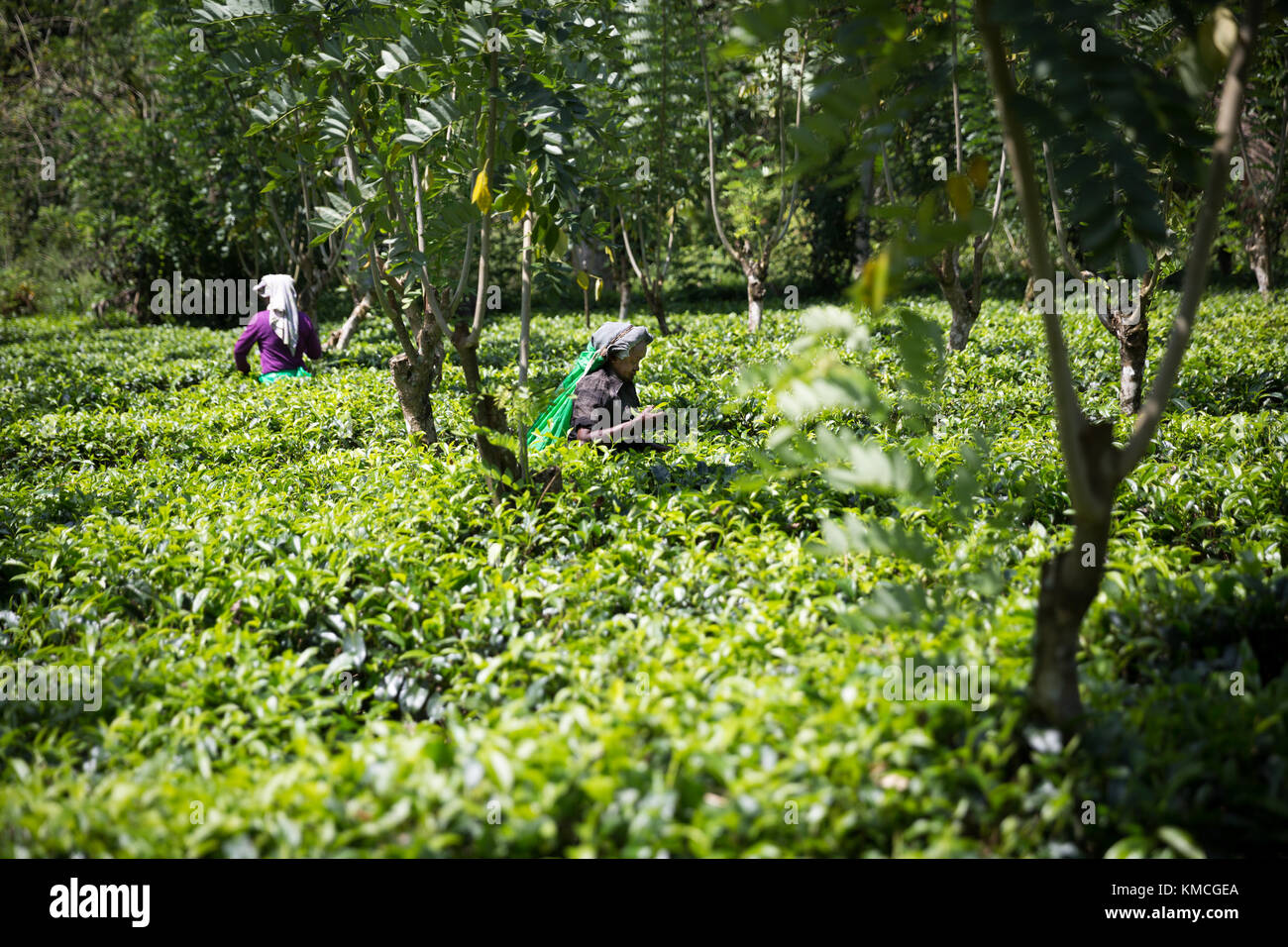 Tea plantation in Mathugama Southern Provence Sri Lanka Stock Photo - Alamy