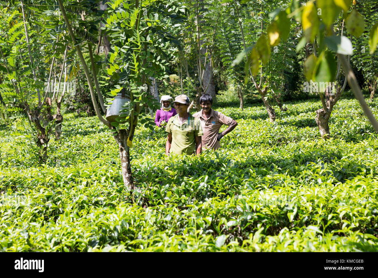 Tea plantation in Mathugama Southern Provence Sri Lanka Stock Photo - Alamy