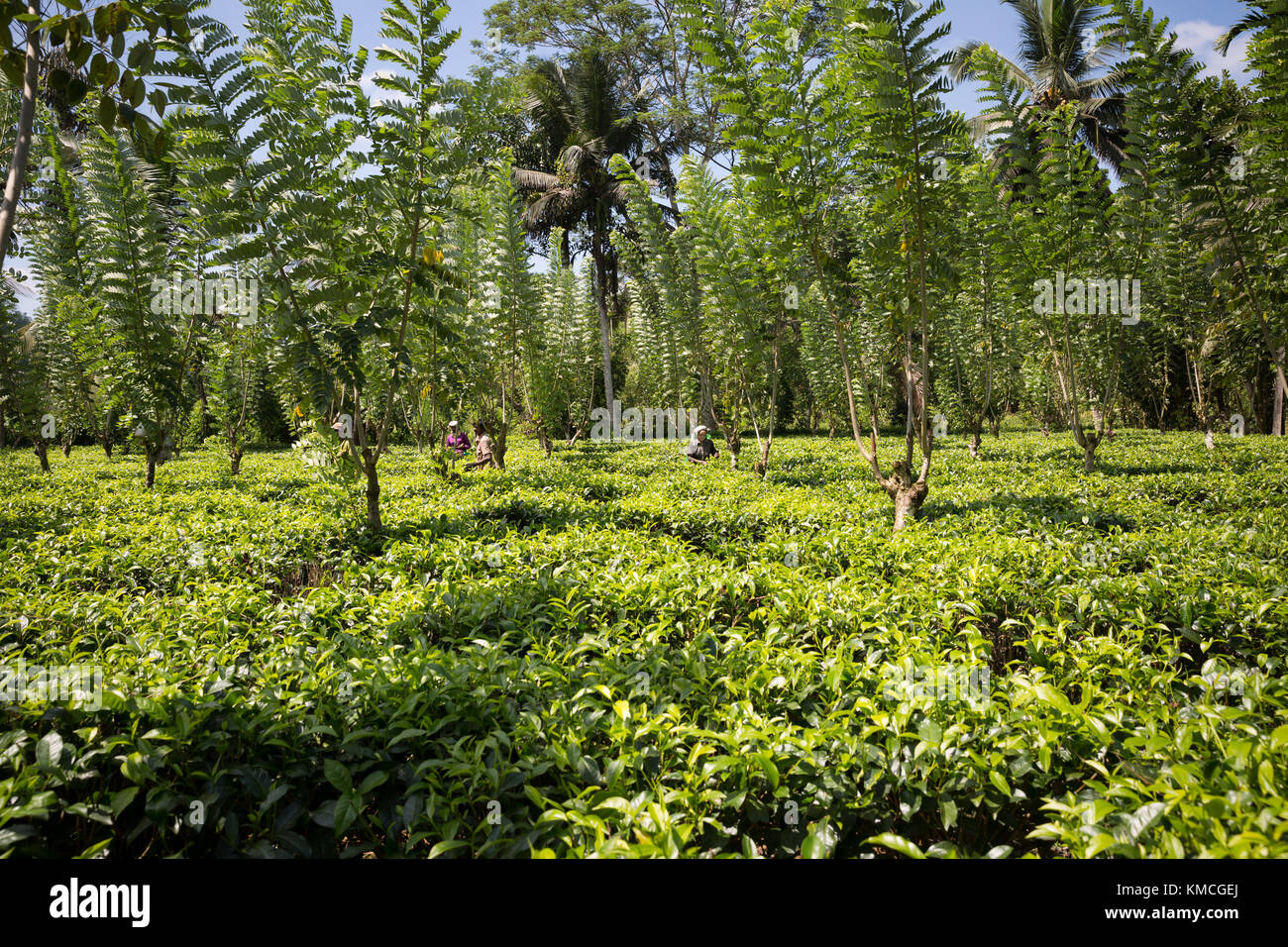 Tea plantation in Mathugama Southern Provence Sri Lanka Stock Photo - Alamy