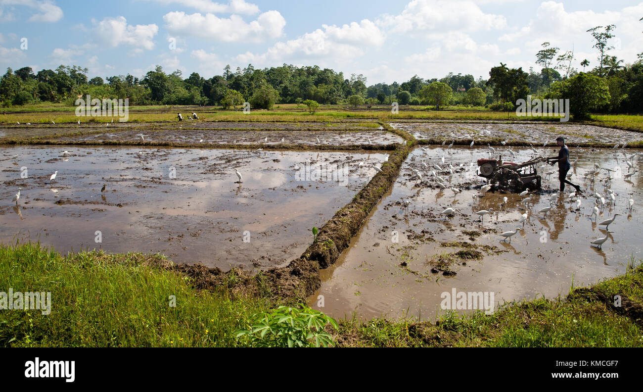 Paddy fields Mathugama Provence Sri Lanka Stock Photo - Alamy