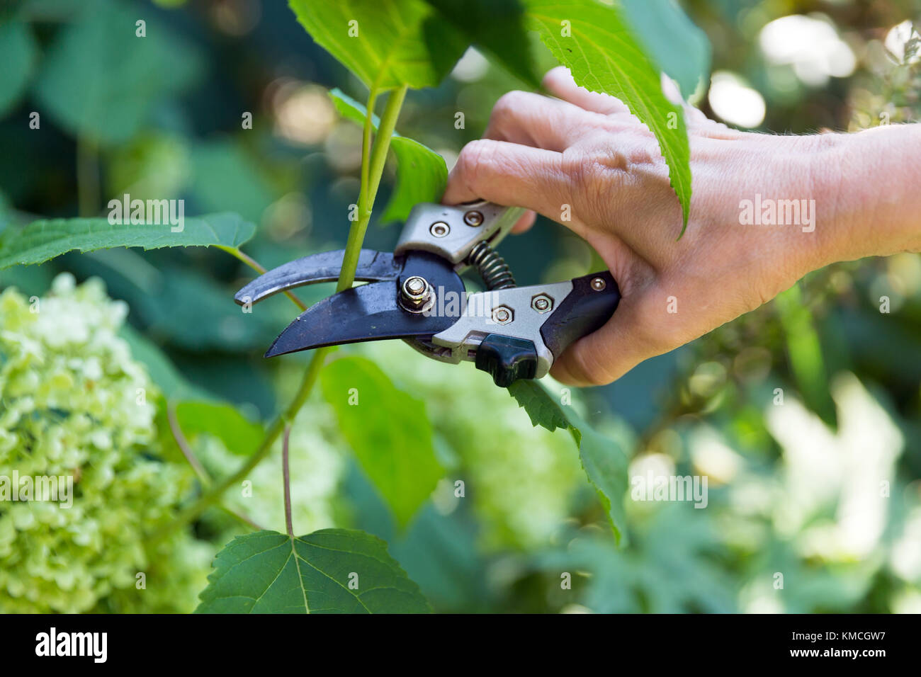 Cutting stalk with pruning scissors Stock Photo - Alamy