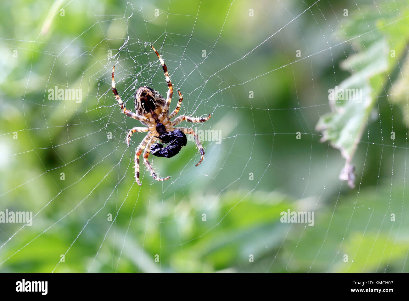 Common garden spider uk hi-res stock photography and images - Alamy