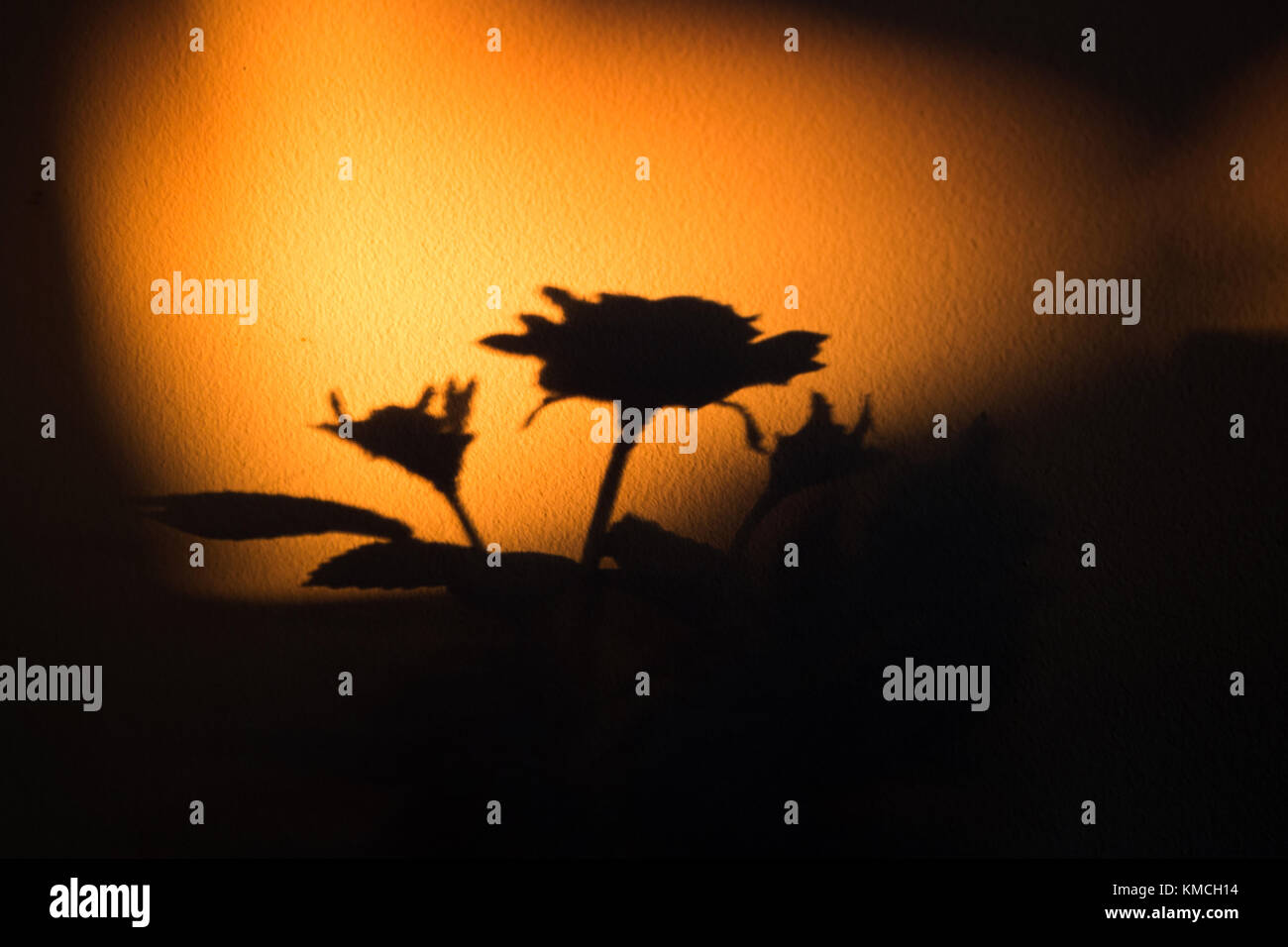 Shadow of the rose hi-res stock photography and images - Alamy
