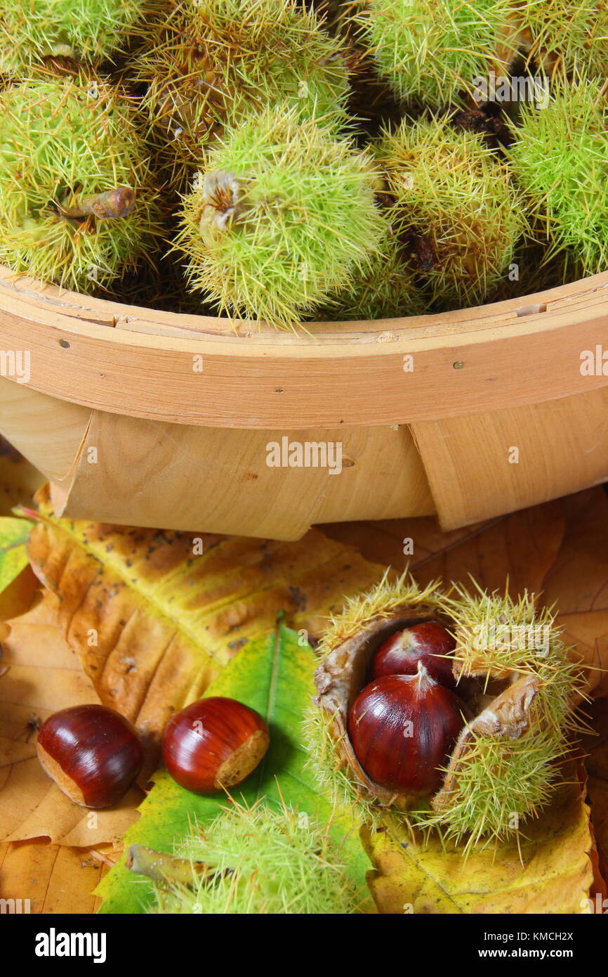 Woodland chestnuts hi-res stock photography and images - Alamy