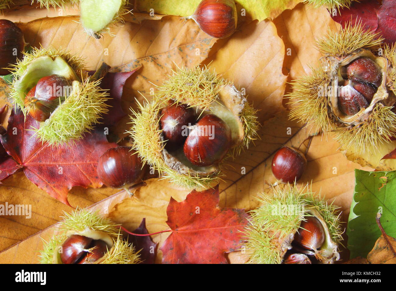 Fallen sweet chestnuts (Castanea sativa), some encased in their spiny ...
