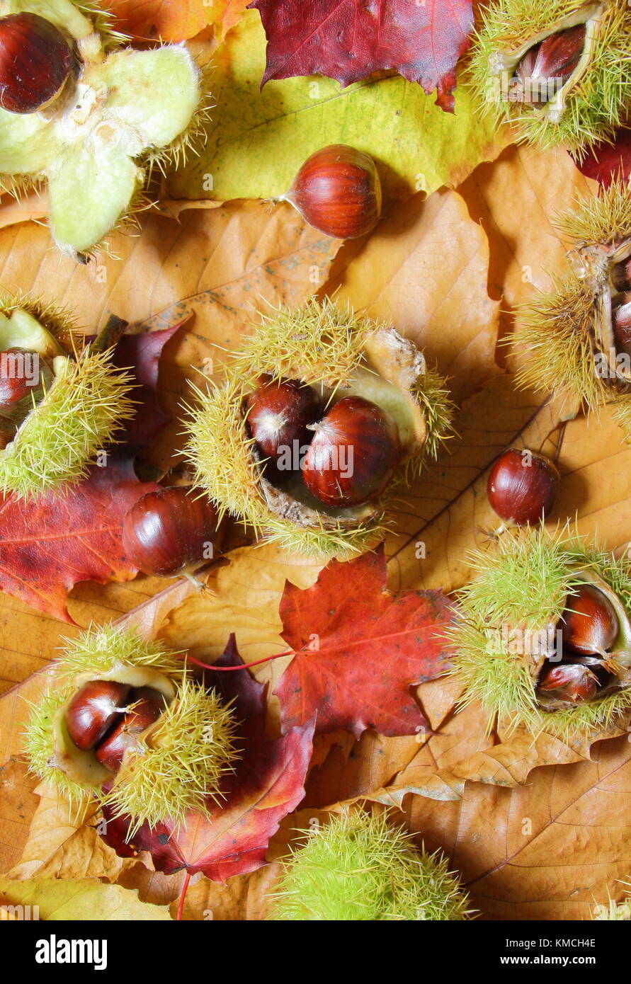 Fallen sweet chestnuts (Castanea sativa), some encased in their spiny ...