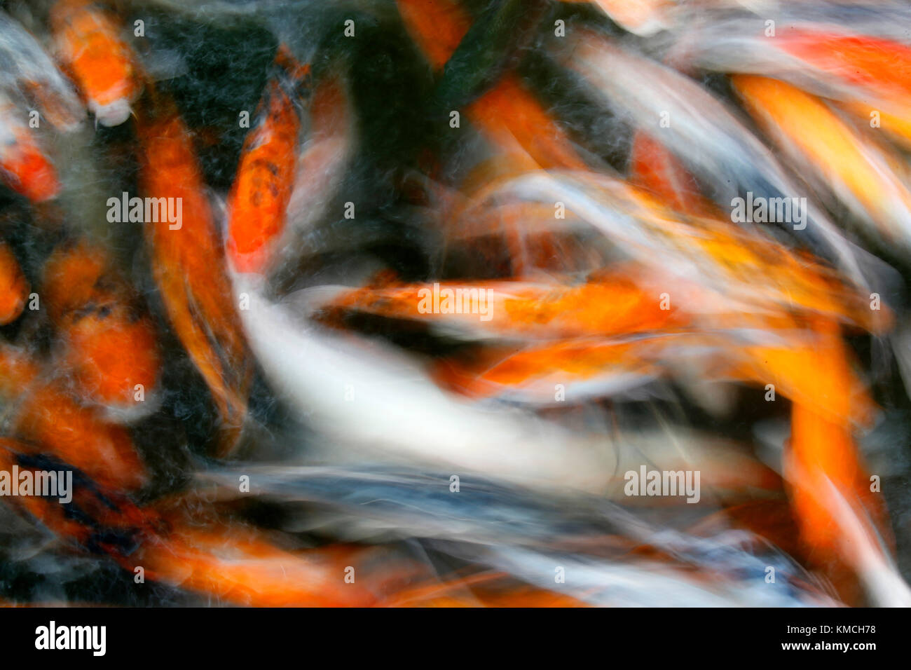 Fishes swimming in slow shutter speed movement seen in bird park in ...