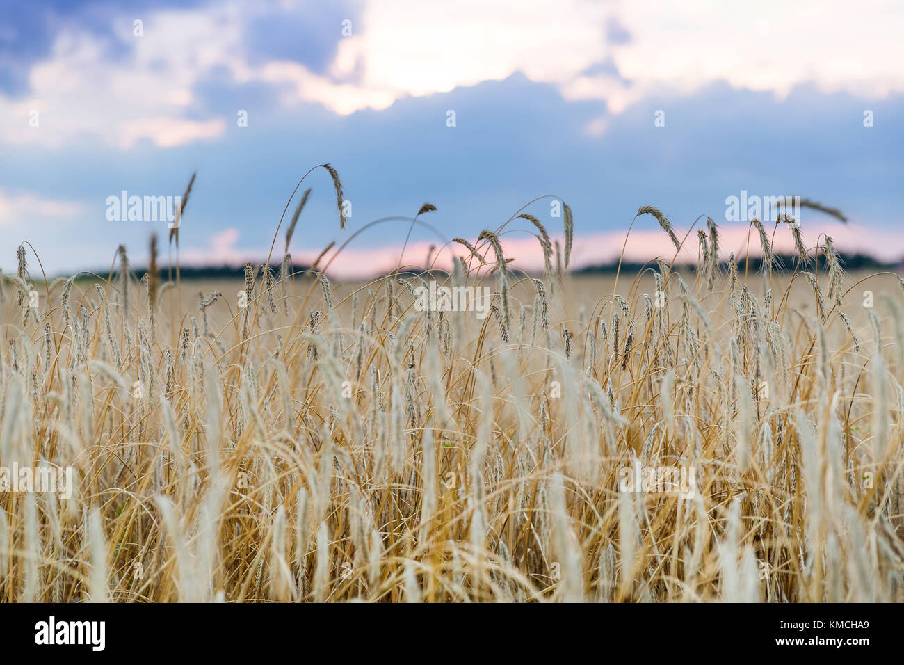 Field of ripe rye in the sunset light Stock Photo - Alamy