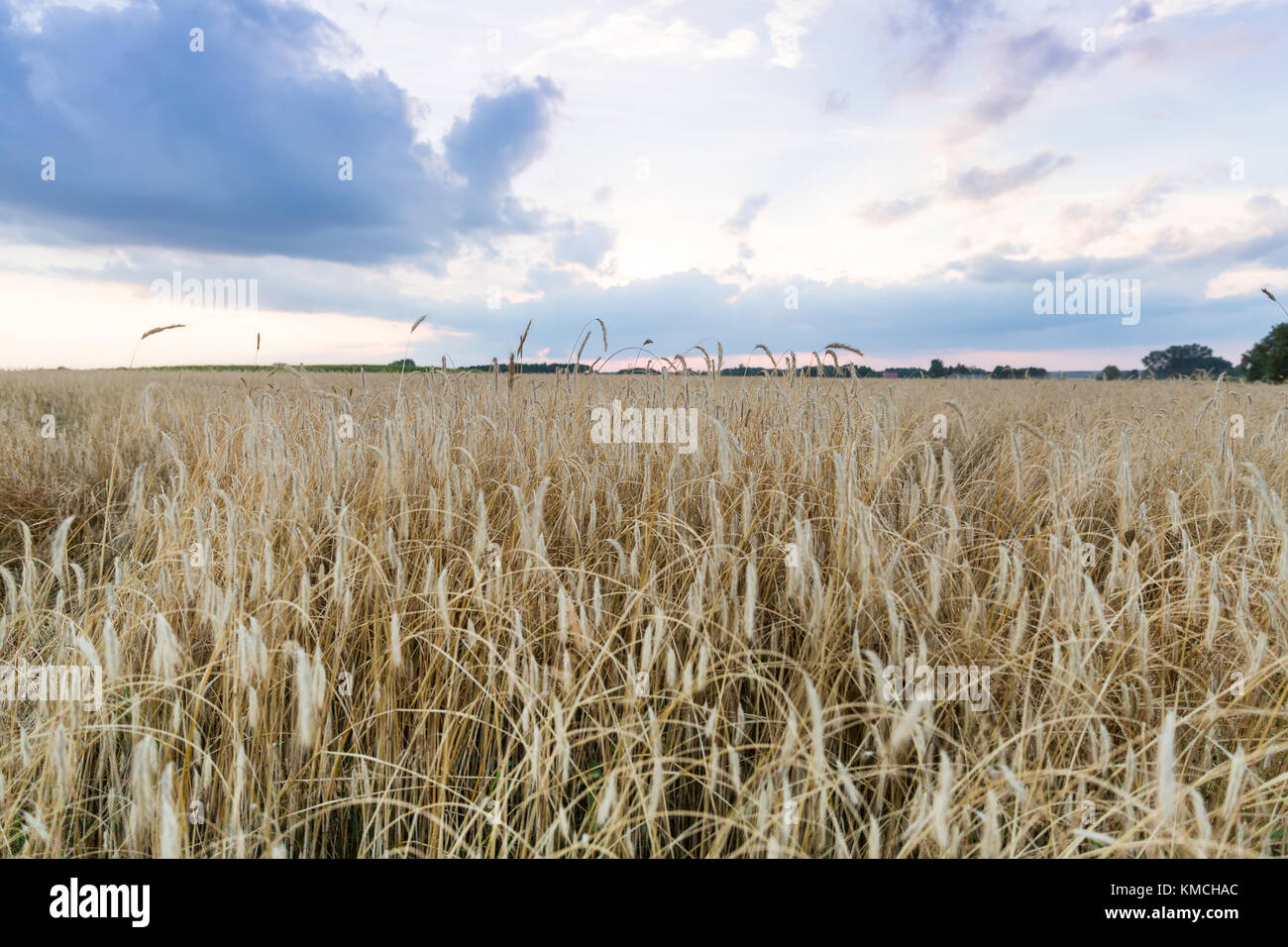 Field of ripe rye in the sunset light Stock Photo - Alamy