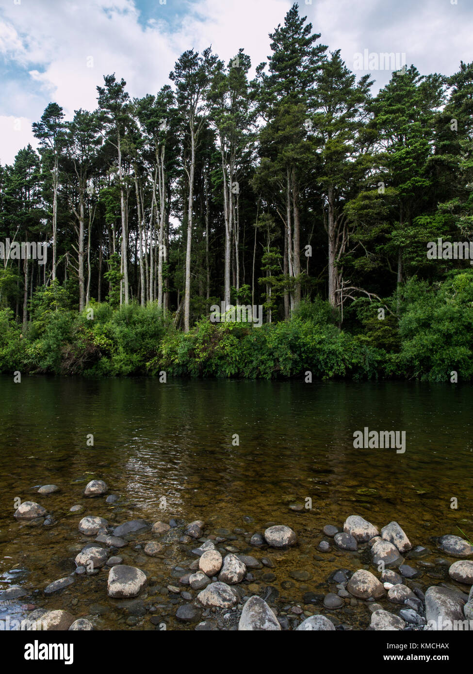 Totara forest, Whakapapa River, Kakahi, Ruapehu District, New Zealand ...