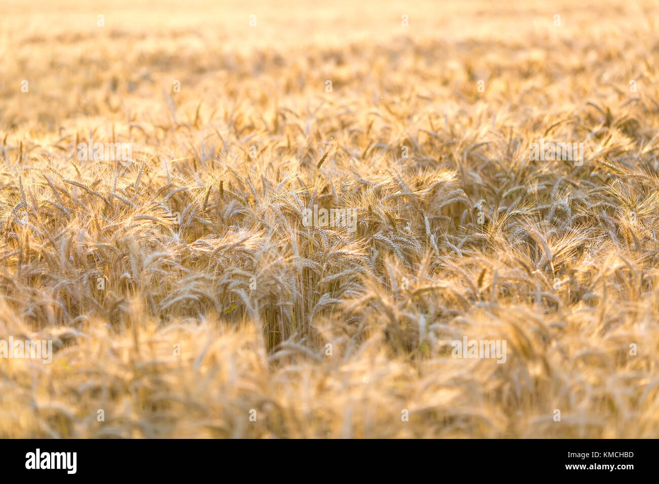 Field of ripe rye in the sunset light Stock Photo - Alamy