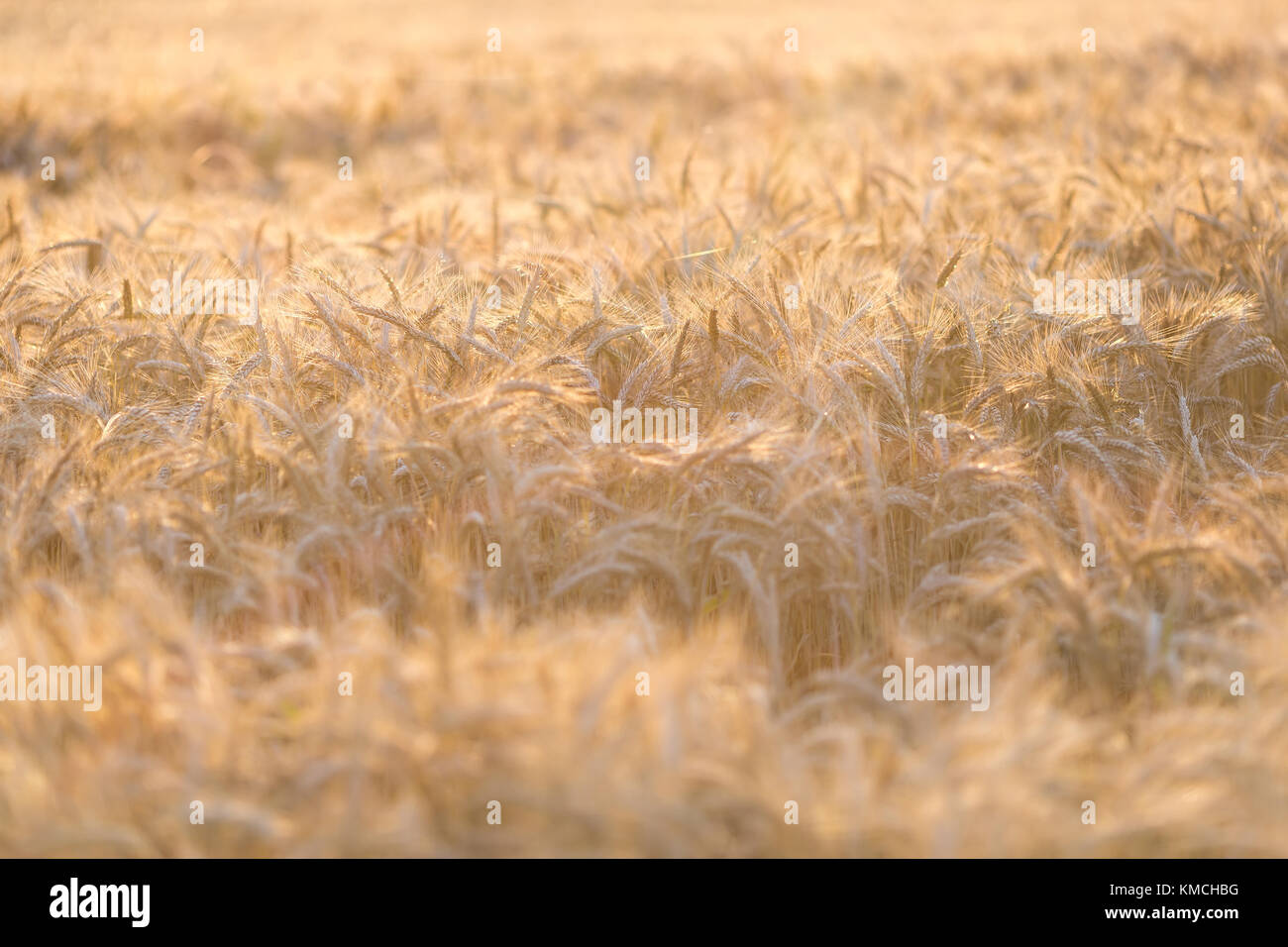 Field of ripe rye in the sunset light Stock Photo - Alamy