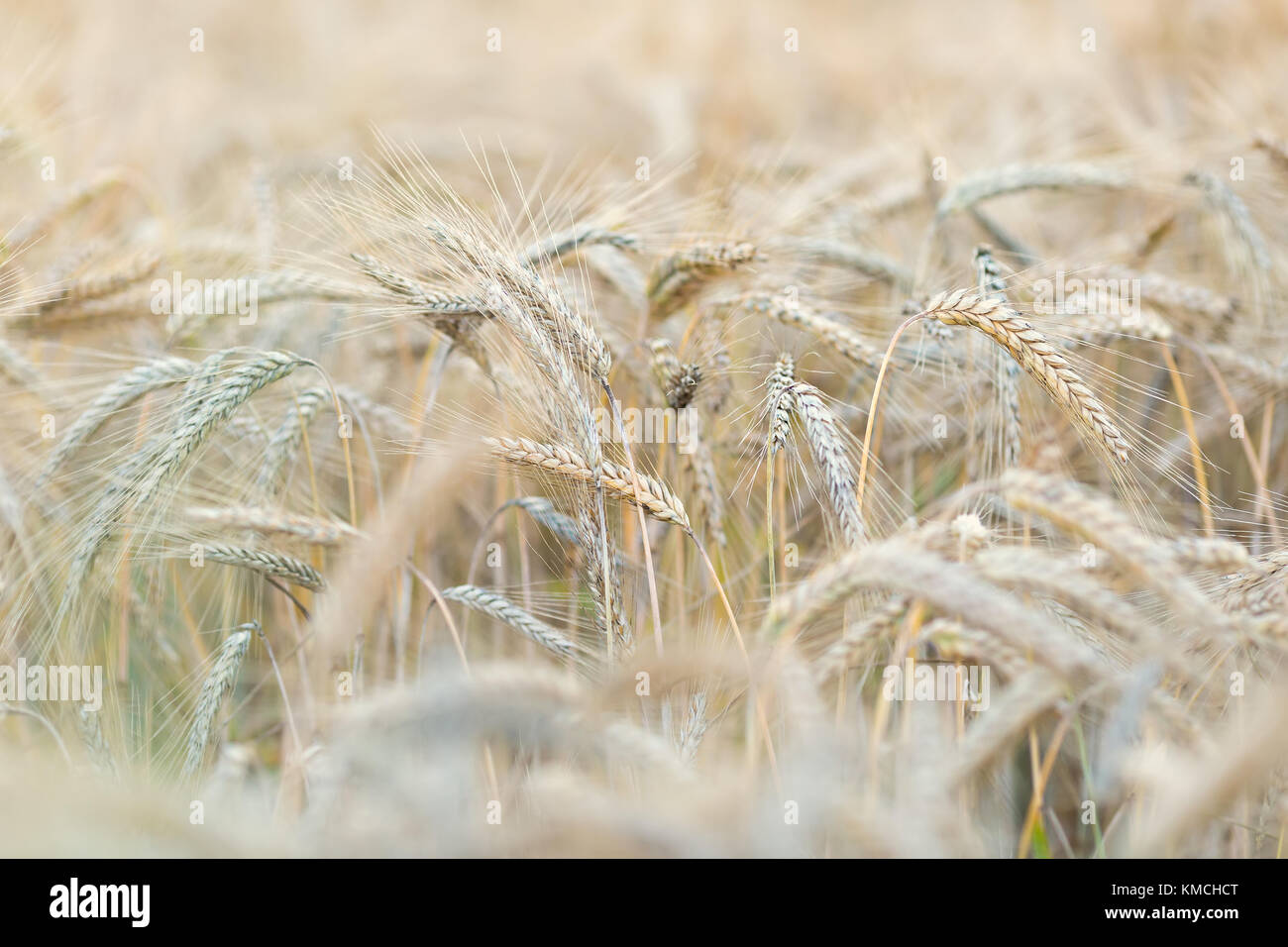 Field of ripe rye in the sunset light Stock Photo - Alamy