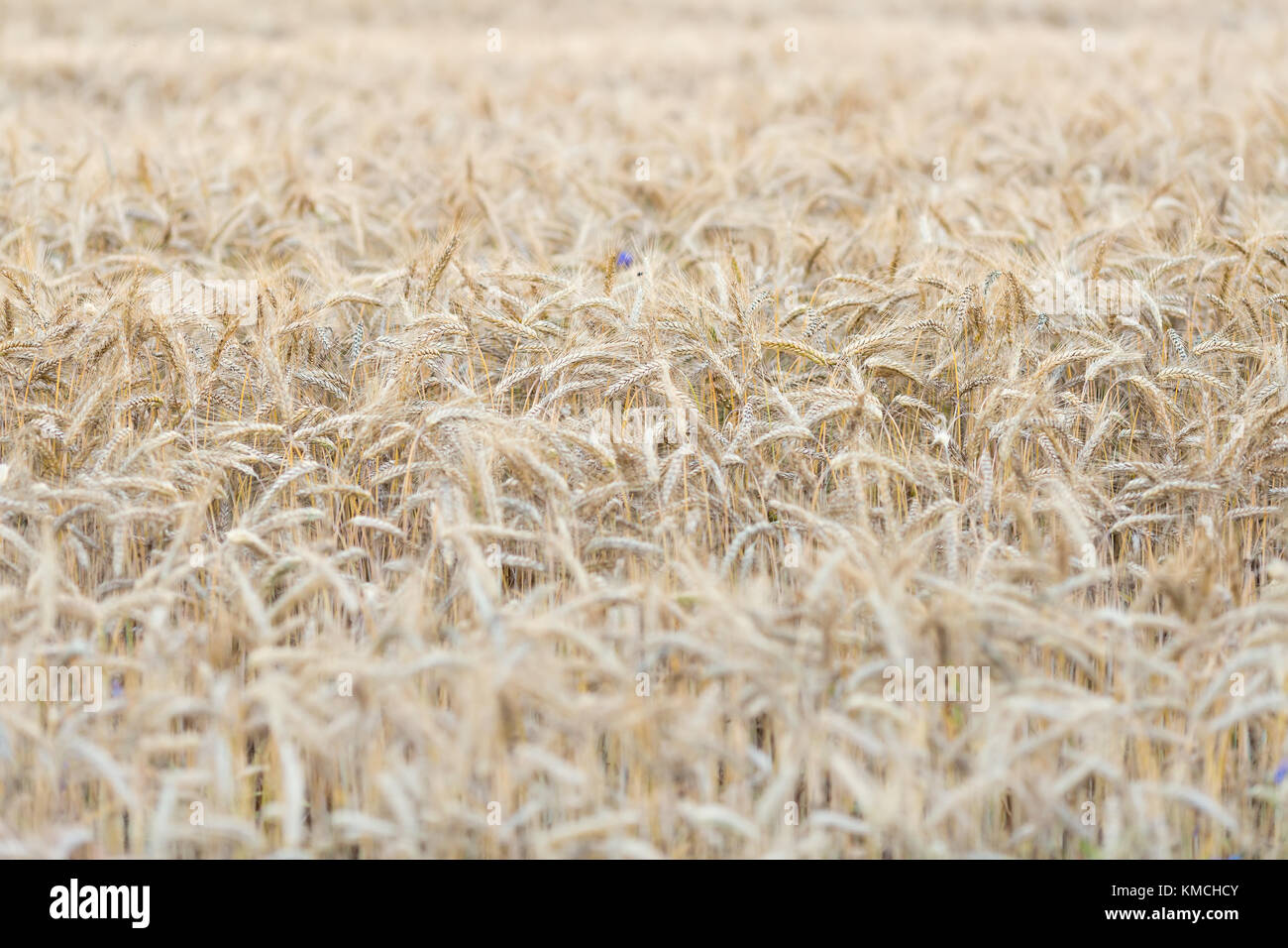 Field of ripe rye before harvest Stock Photo - Alamy