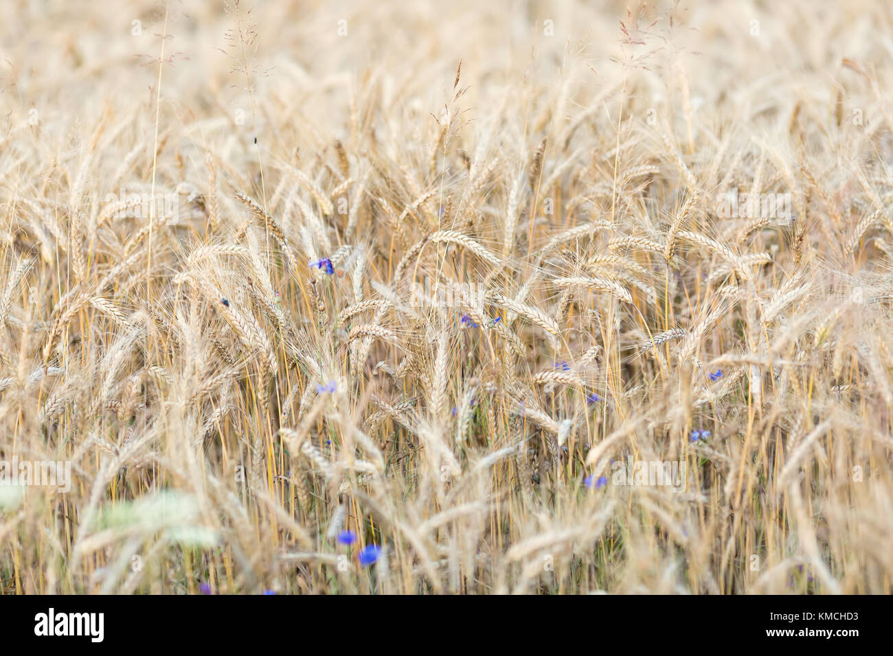 Field of ripe rye before harvest Stock Photo - Alamy