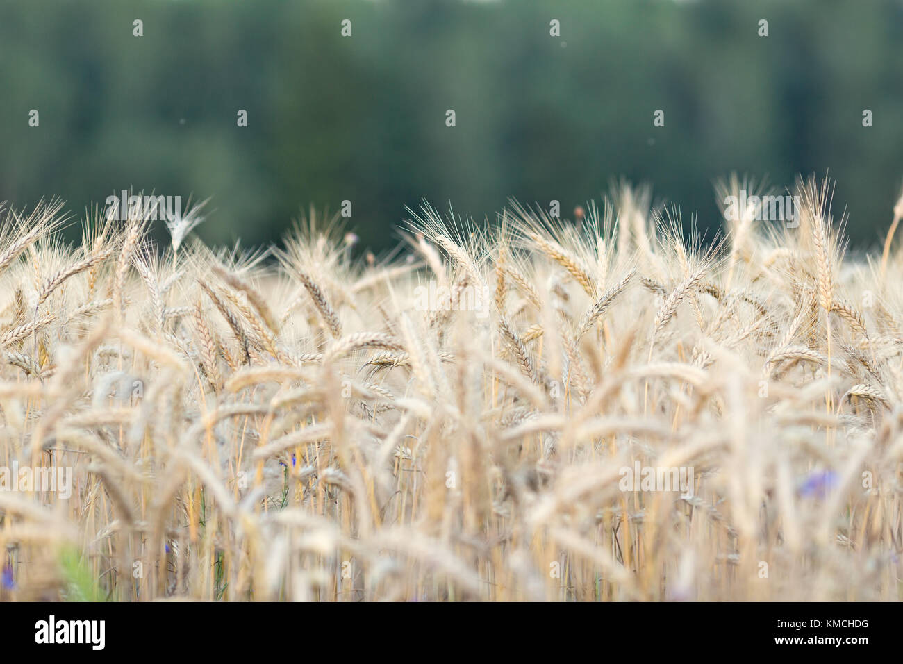 Field of ripe rye before harvest Stock Photo - Alamy