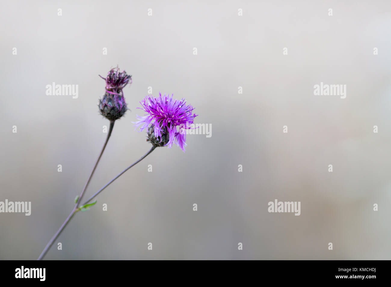 Simple beauty of nature, purple thistle Stock Photo - Alamy