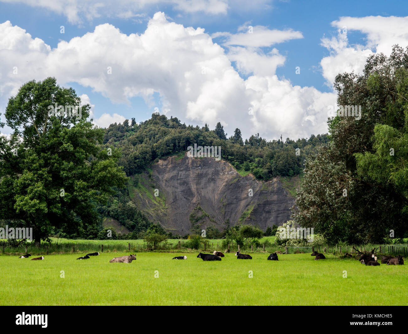 A herd of dairy cows in a field, sitting, chewing their cud, wild hills ...
