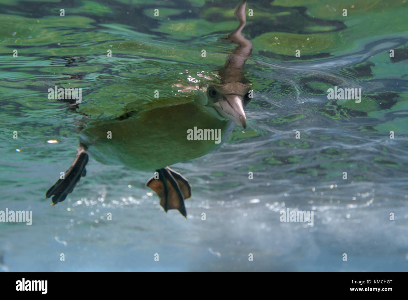 Basstoelpel, Morus bassanus, Northern Gannet Stock Photo - Alamy