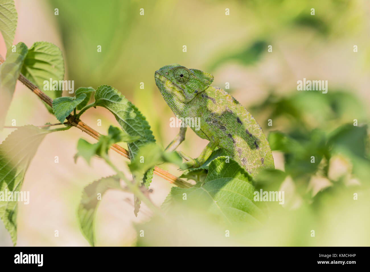 Europaeisches Chamaeleon ,Chamaeleo chamaeleon, Common Chameleon Stock ...