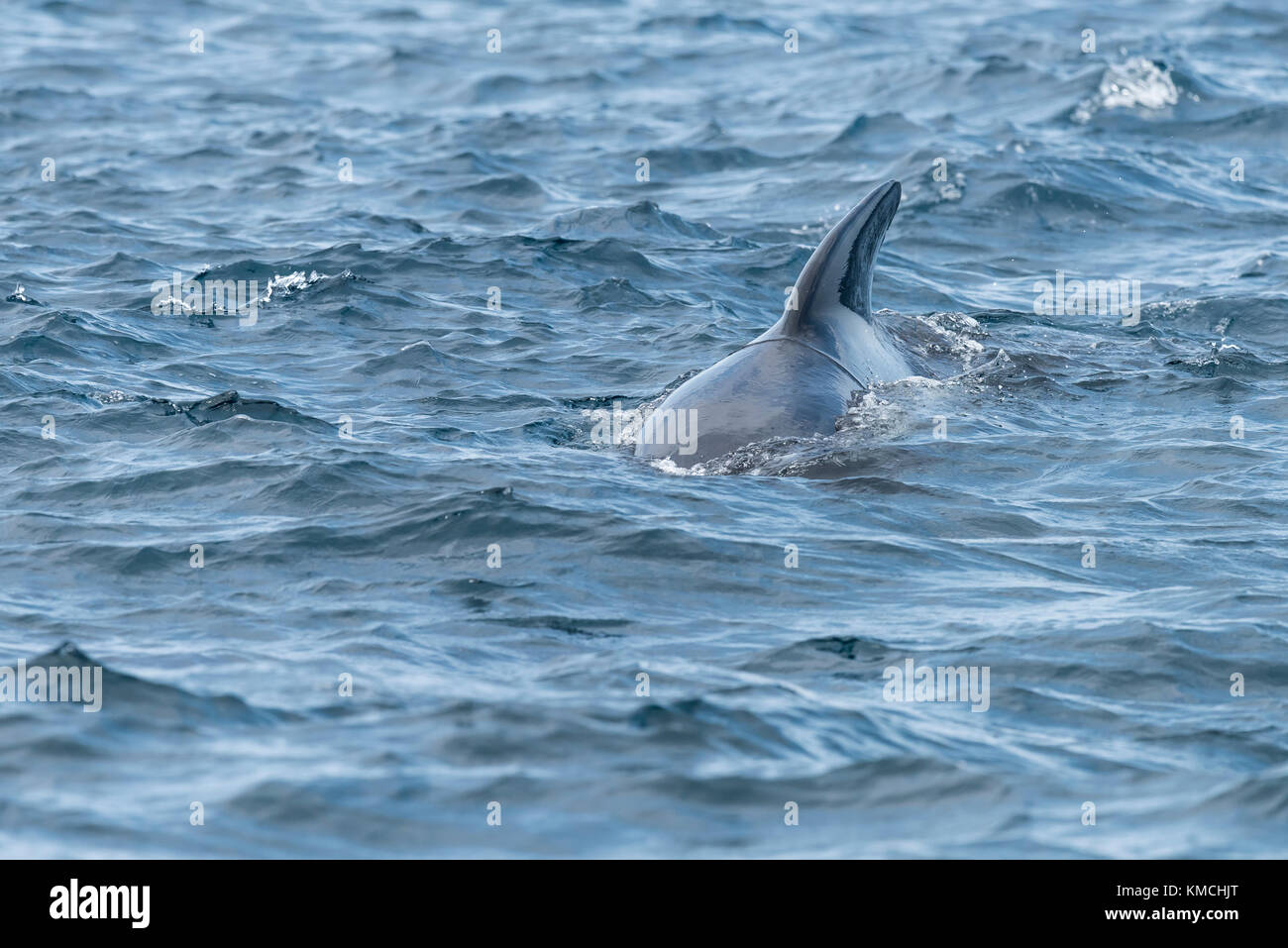 Gewoehnlicher Grindwal,Globicephala melas, Long-Finned Pilot Whale ...