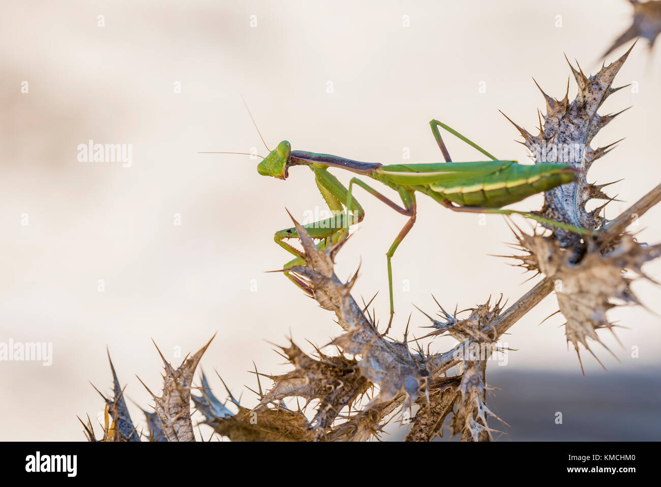 Mittelmeer Gottesanbeterin, Iris oratoria, Mediterranean mantis Stock ...