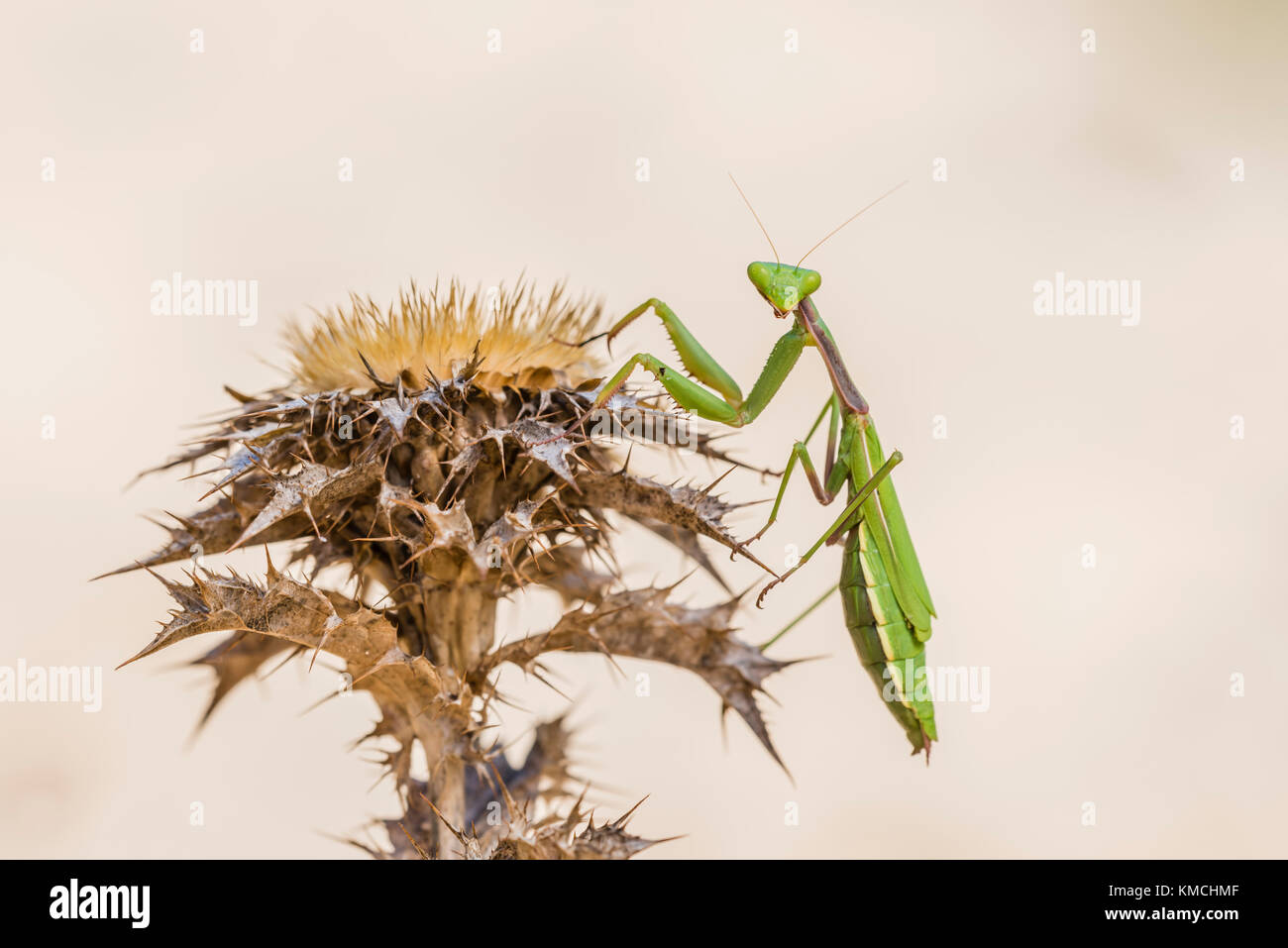 Mittelmeer Gottesanbeterin, Iris oratoria, Mediterranean mantis Stock ...
