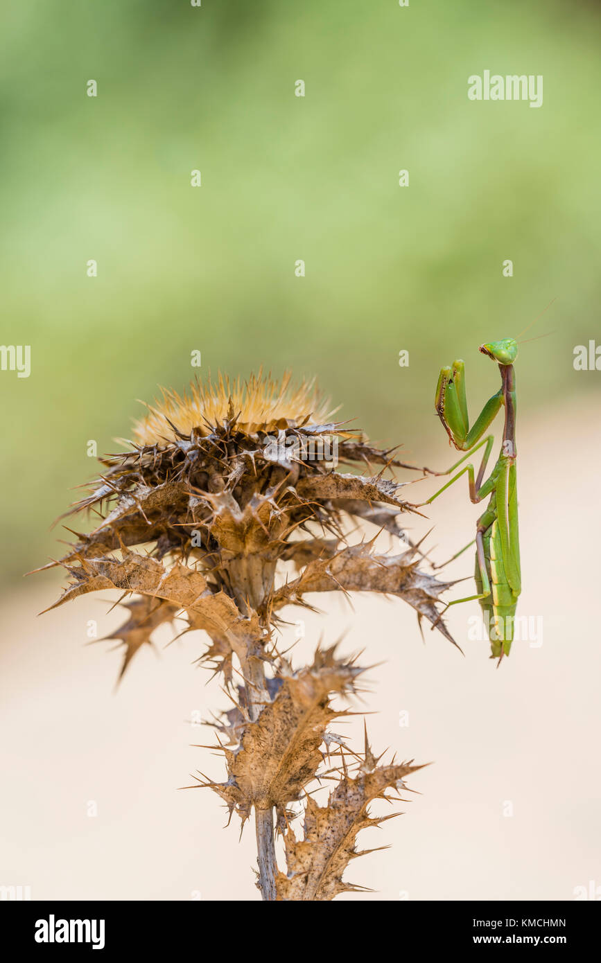 Mittelmeer Gottesanbeterin, Iris oratoria, Mediterranean mantis Stock ...