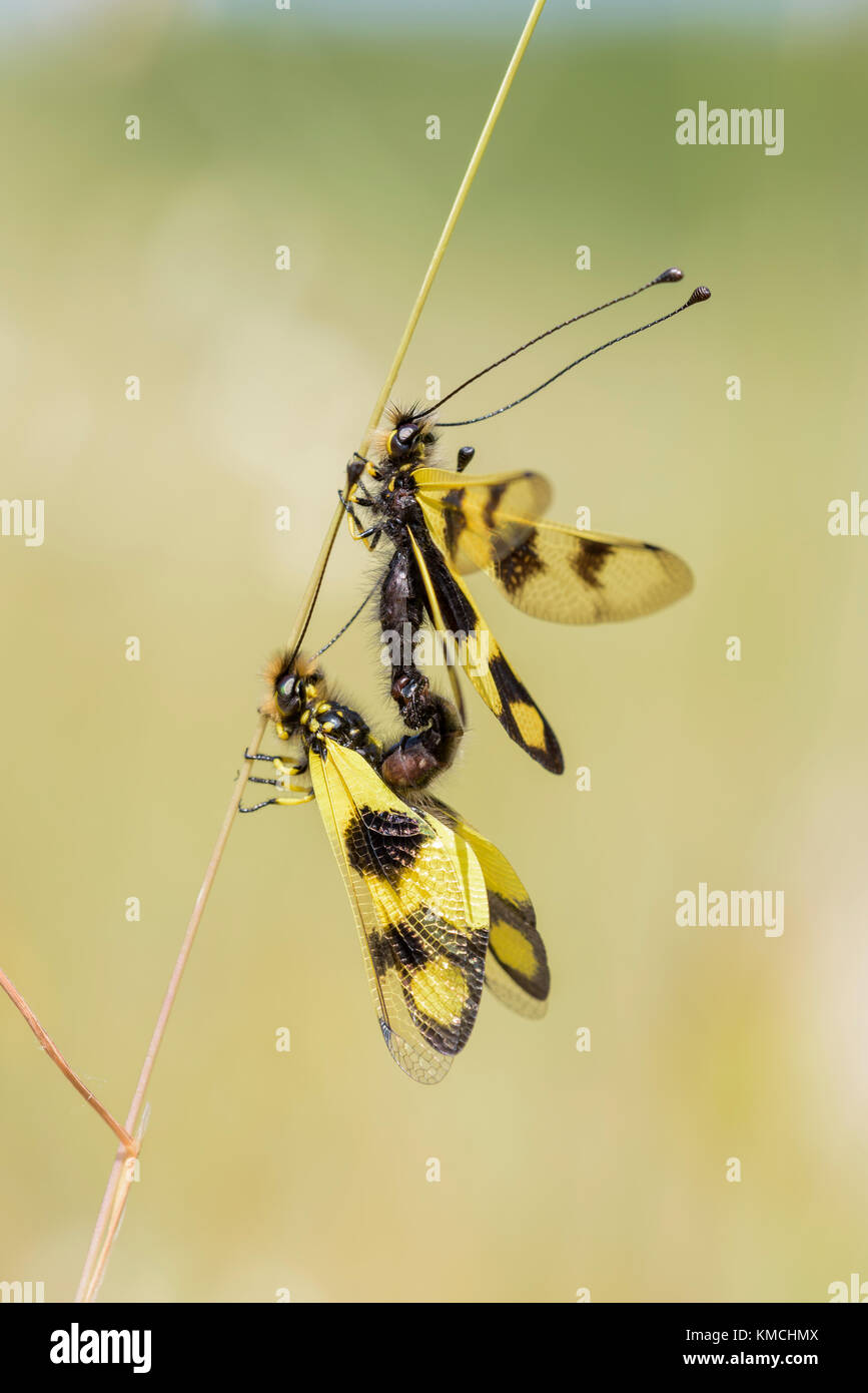 Oestliches Schmetterlingshaft, Libelloides macaronius, Ascalaphid ...
