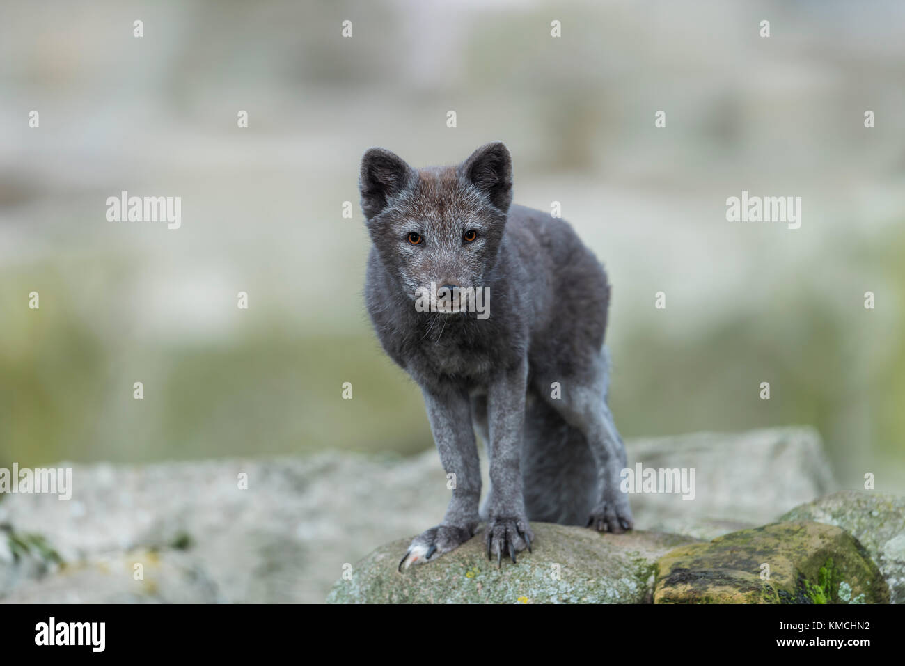 Polarfuchs, Vulpes lagopus, Arctic fox Stock Photo - Alamy