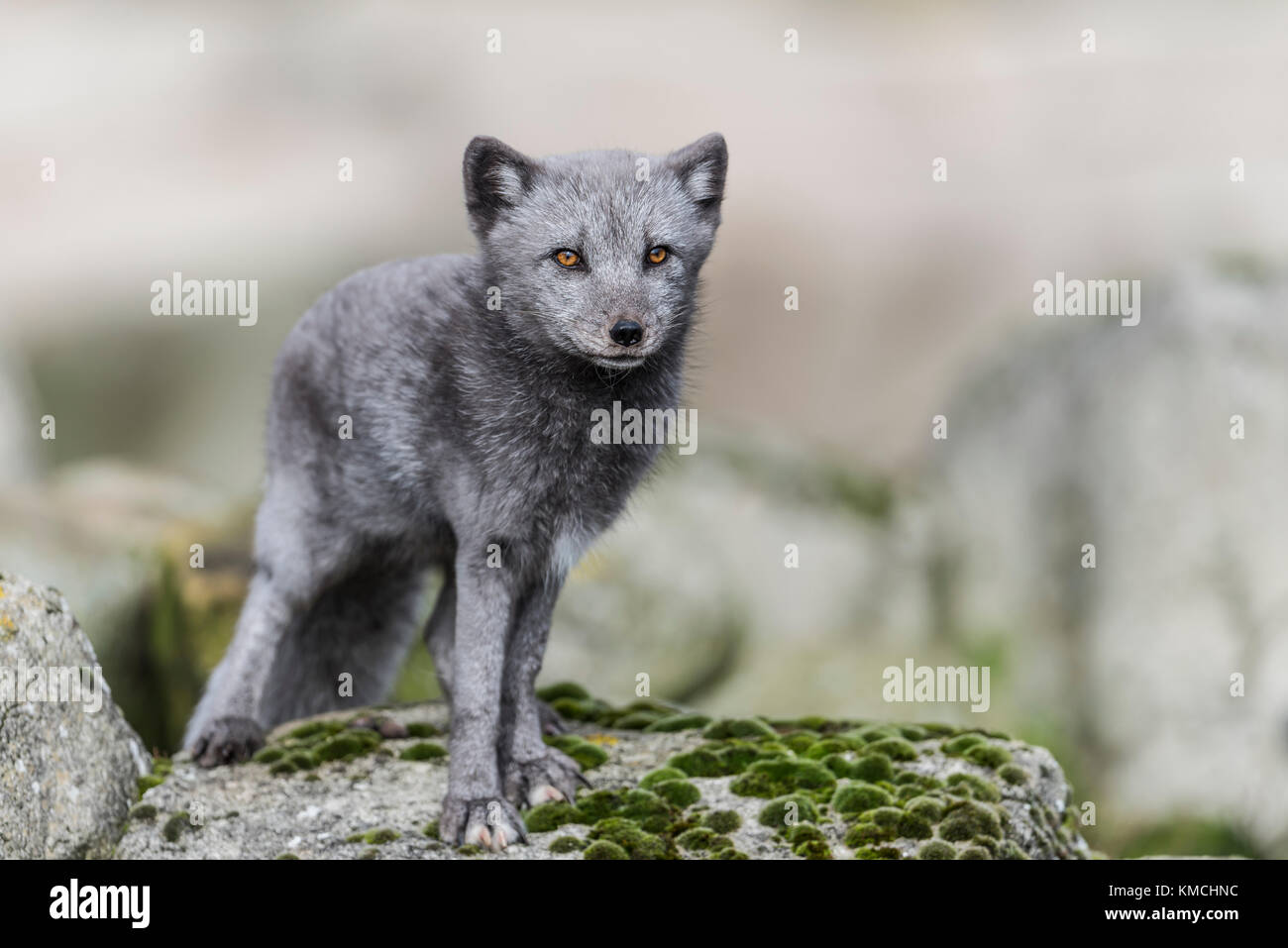 Polarfuchs, Vulpes lagopus, Arctic fox Stock Photo - Alamy