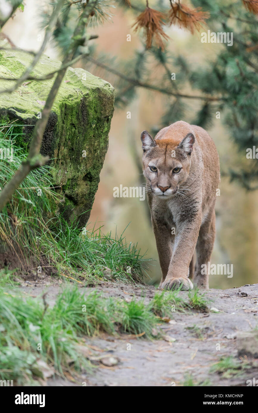 Puma,Puma concolor, Puma Stock Photo - Alamy
