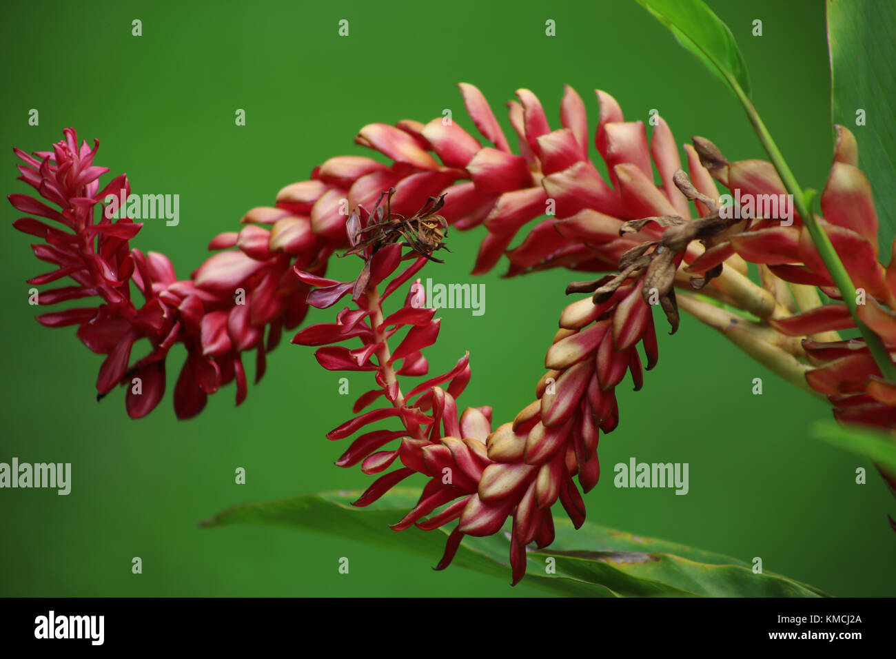 Real macro flower hi-res stock photography and images - Alamy