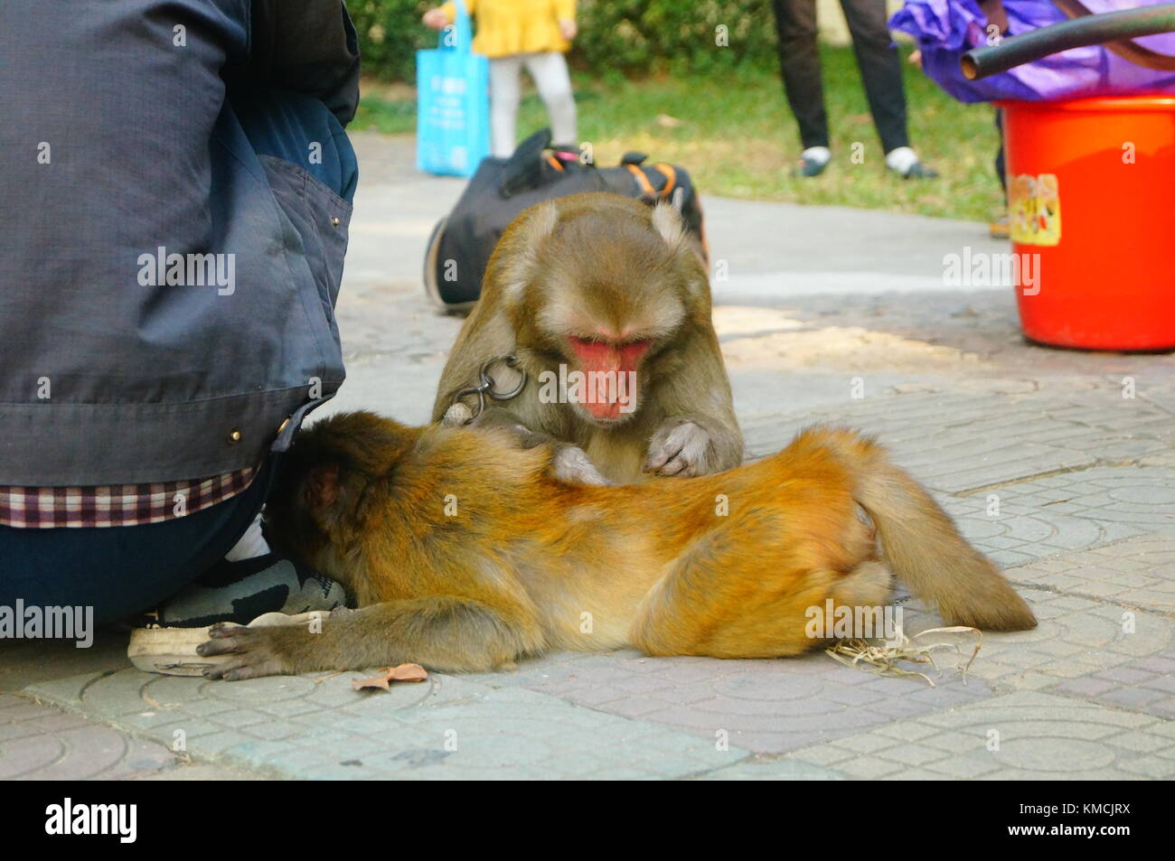 The monkey is resting on the side of the man who trains the monkey ...