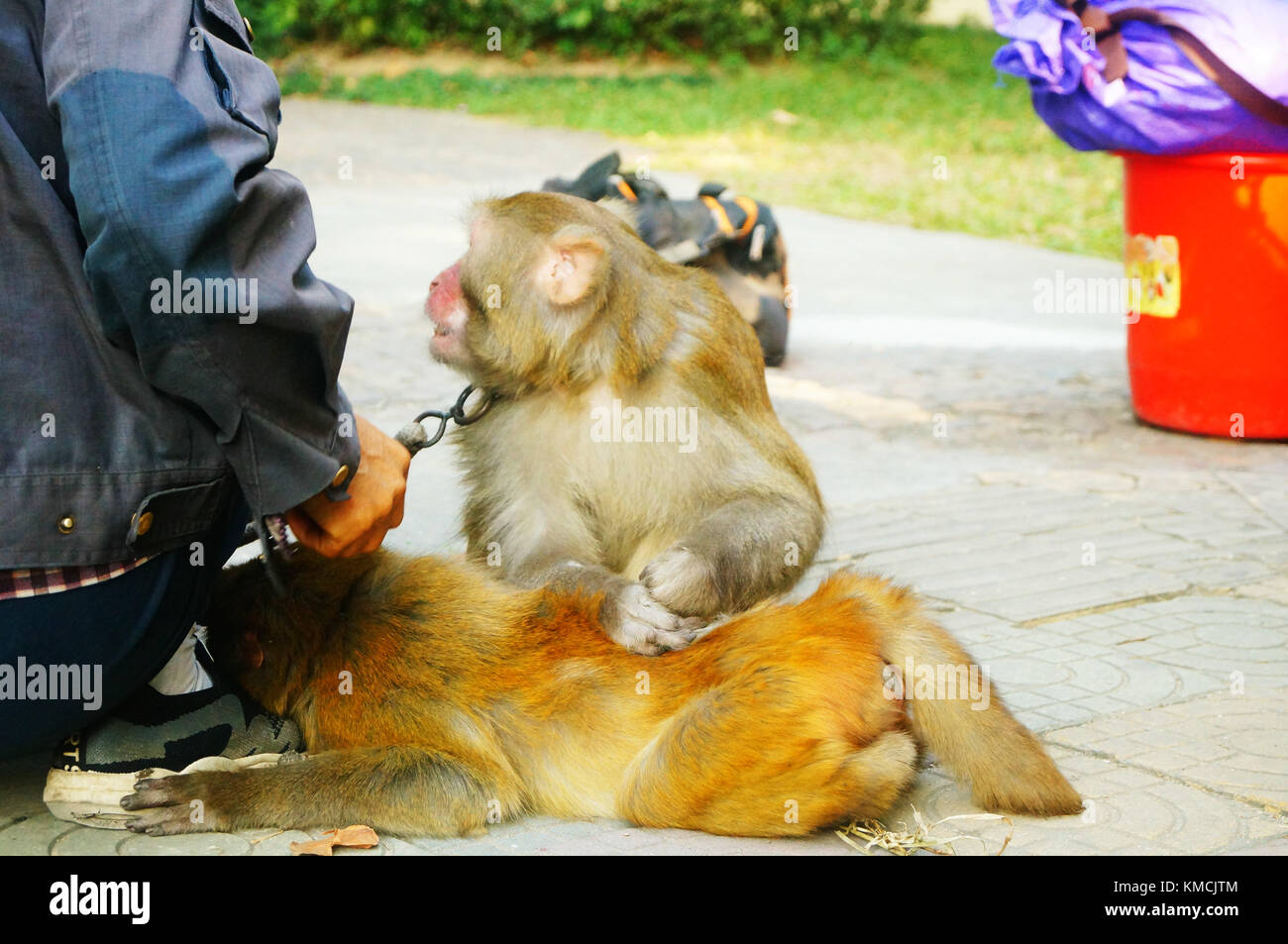 The monkey is resting on the side of the man who trains the monkey ...