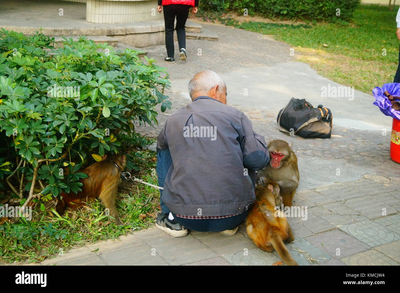 The monkey is resting on the side of the man who trains the monkey ...