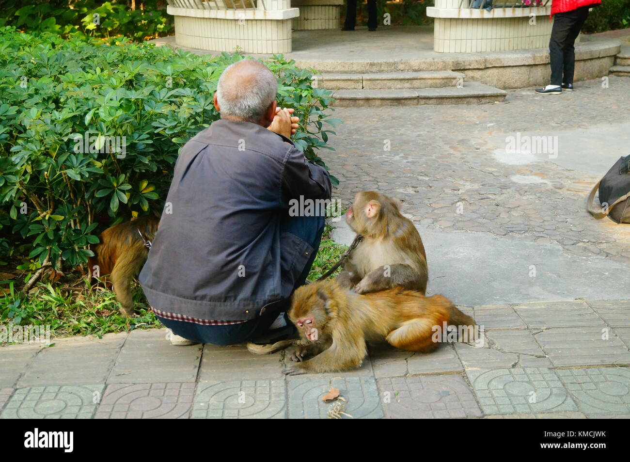 The monkey is resting on the side of the man who trains the monkey ...