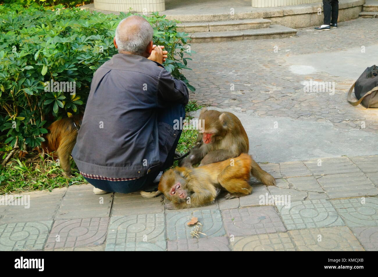 The monkey is resting on the side of the man who trains the monkey ...