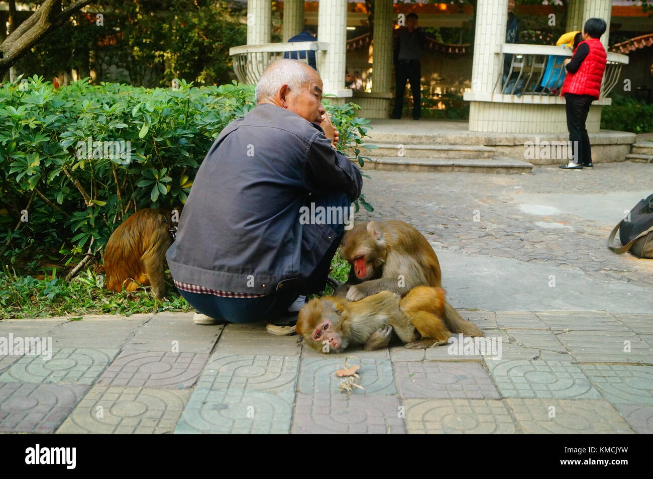 The monkey is resting on the side of the man who trains the monkey ...