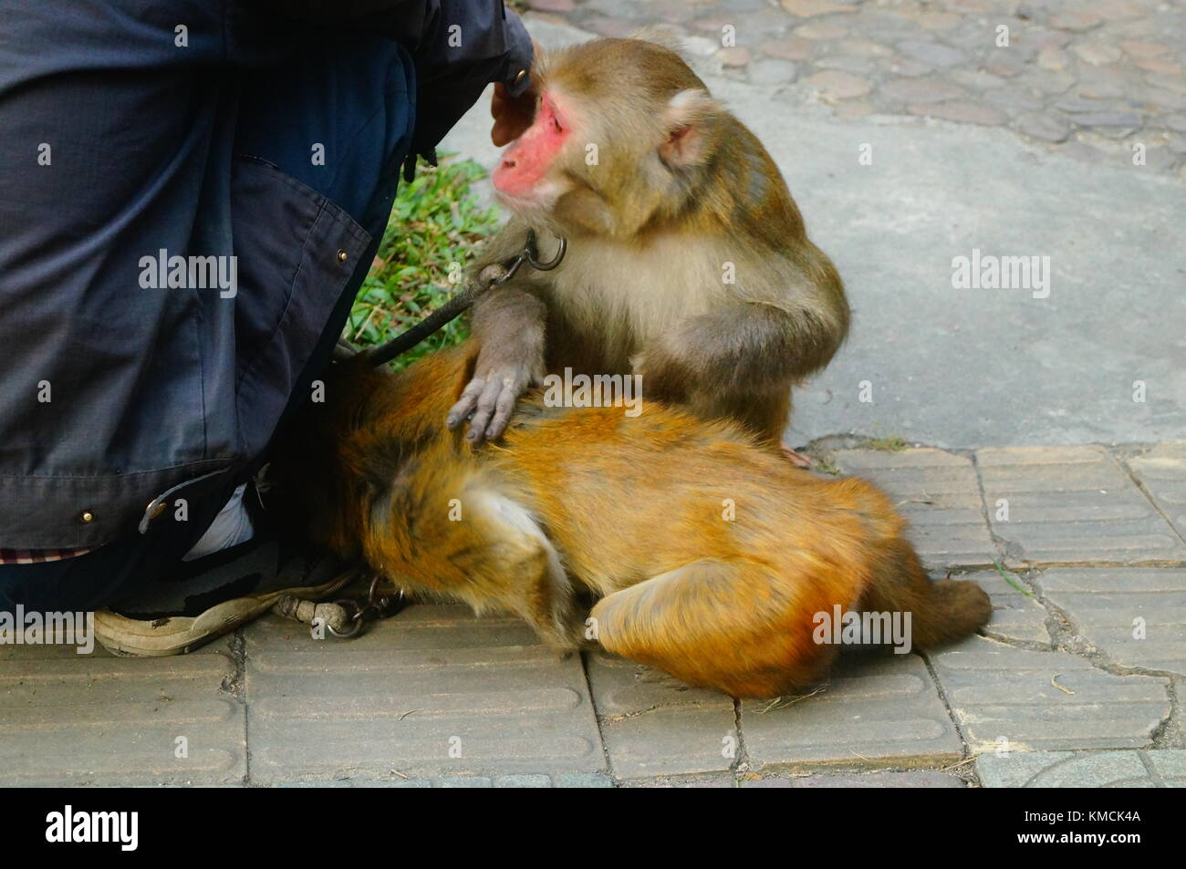 The monkey is resting on the side of the man who trains the monkey ...
