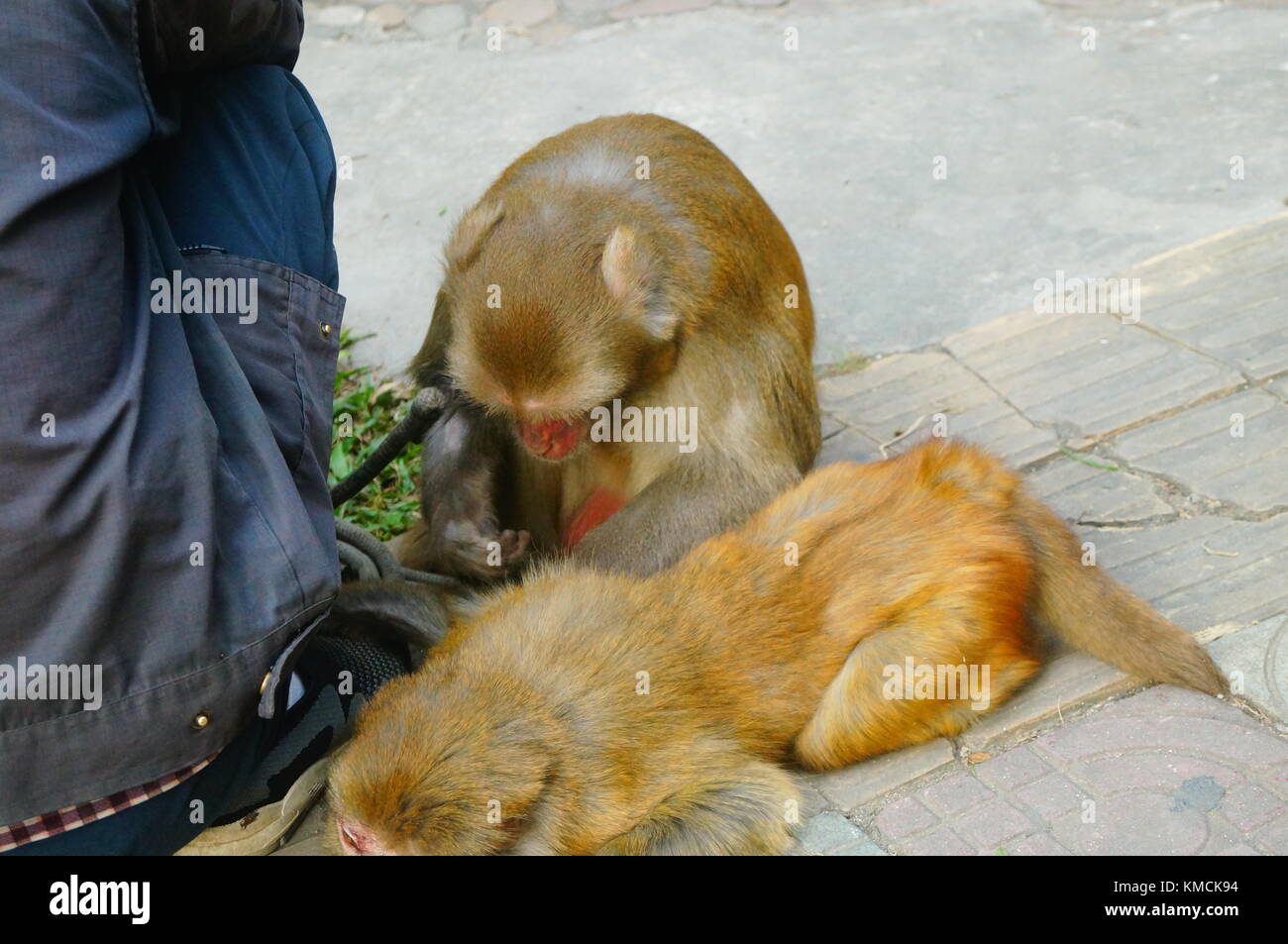 The monkey is resting on the side of the man who trains the monkey ...