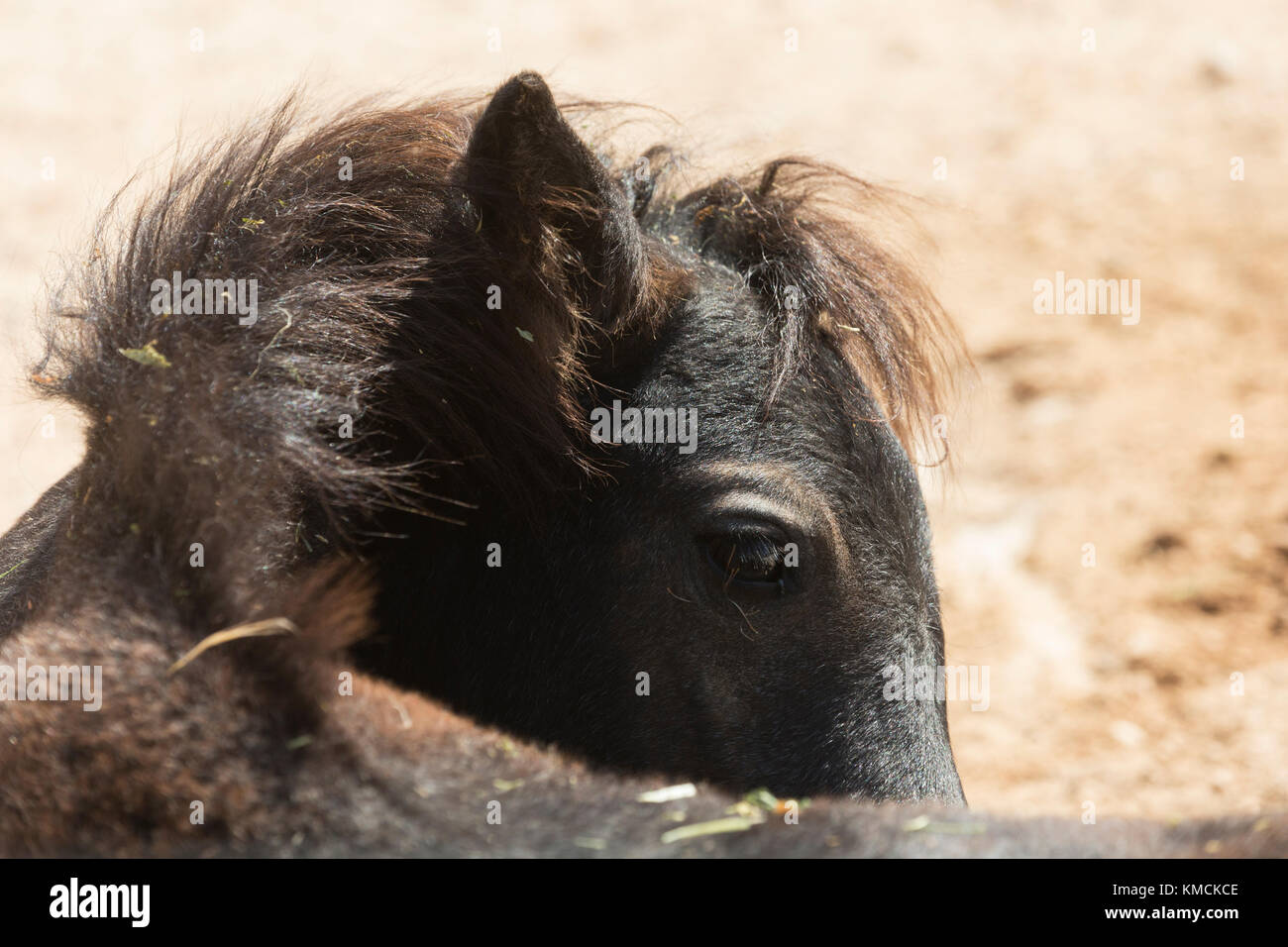 Wild Greek Skyros island ponies horses critically endangered species ...