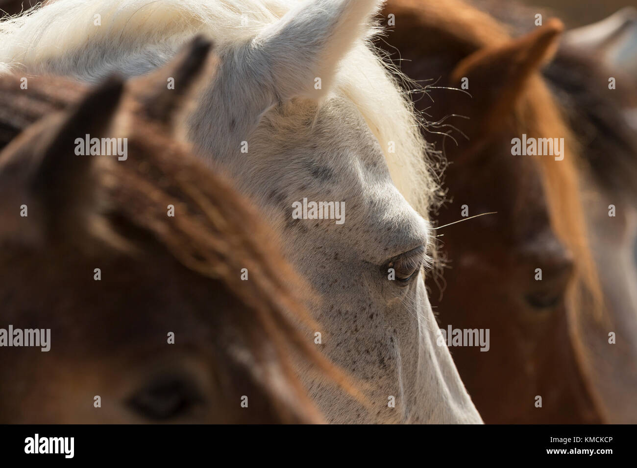 Wild Greek Skyros island ponies horses critically endangered species ...
